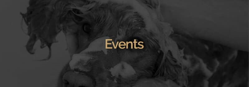Iv San Bernard Blog: Grooming Tips, Skin Care & Pet Care Updates in 2026